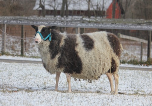 Hannah's Happy Finsheep Farm